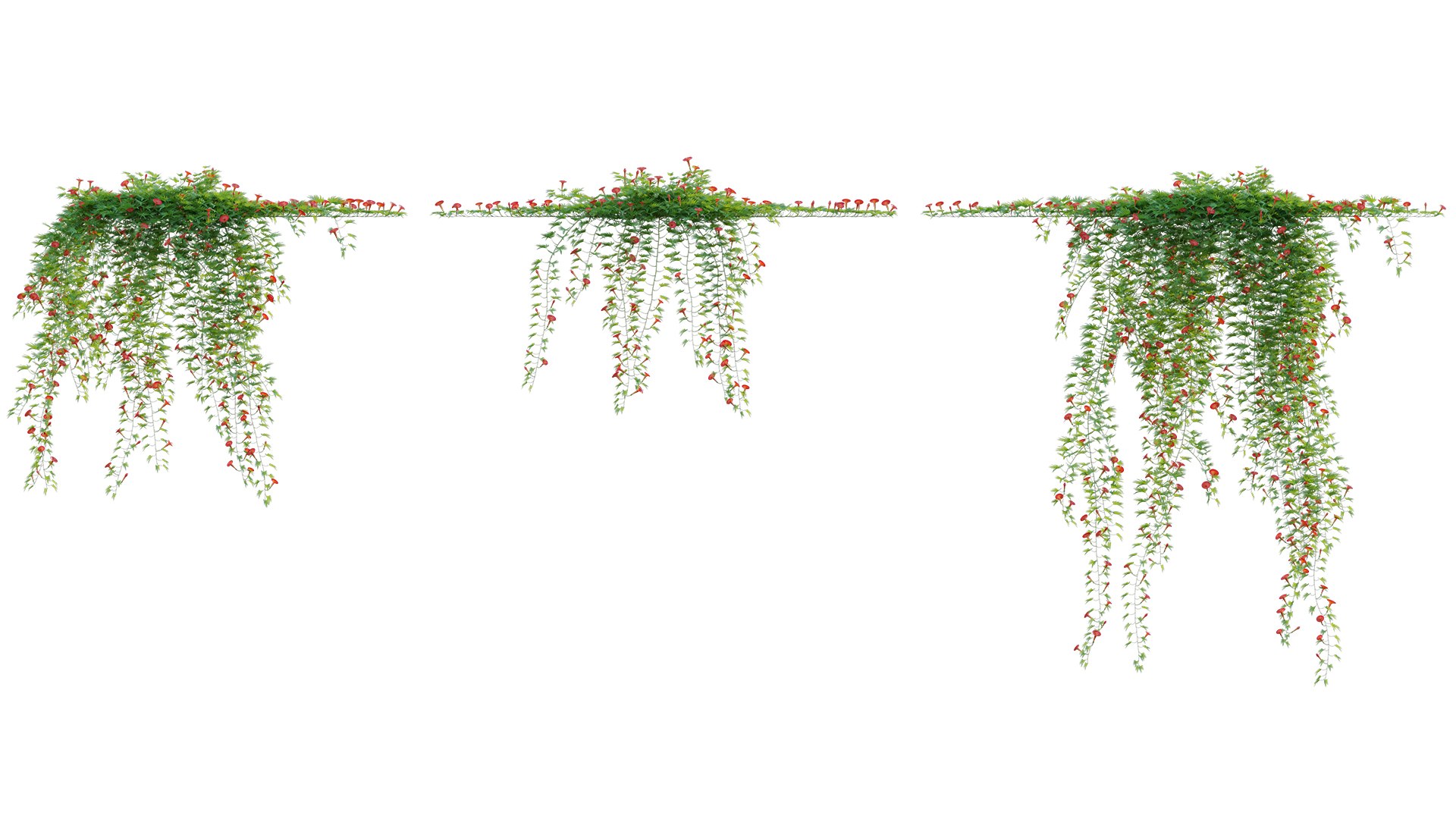 3D Ipomoea Sloteri - Cardinal Climber - TurboSquid 2040361