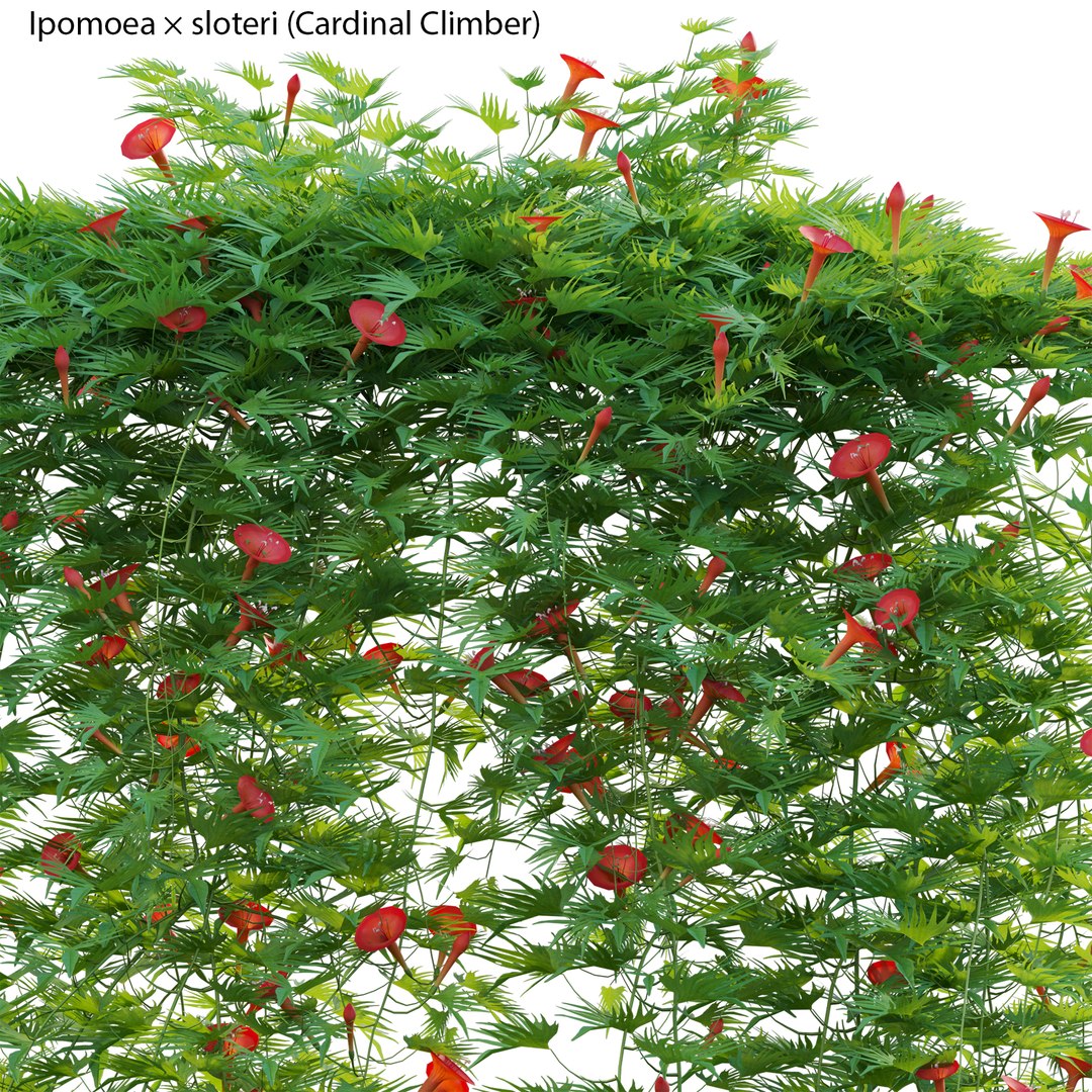 3D Ipomoea Sloteri - Cardinal Climber - TurboSquid 2040361