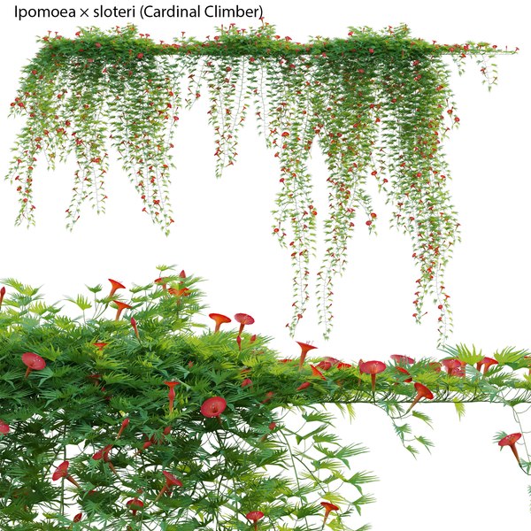 modelo 3d Ipomoea sloteri - Cardenal escalador - TurboSquid 2040361