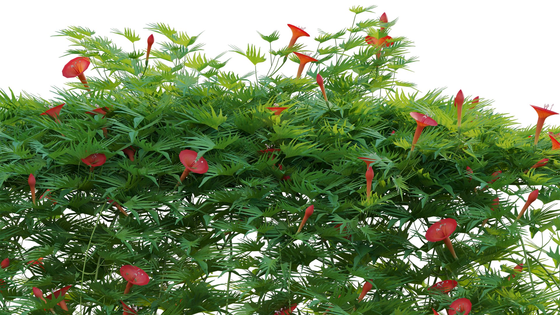 3D Ipomoea Sloteri - Cardinal Climber - TurboSquid 2040361