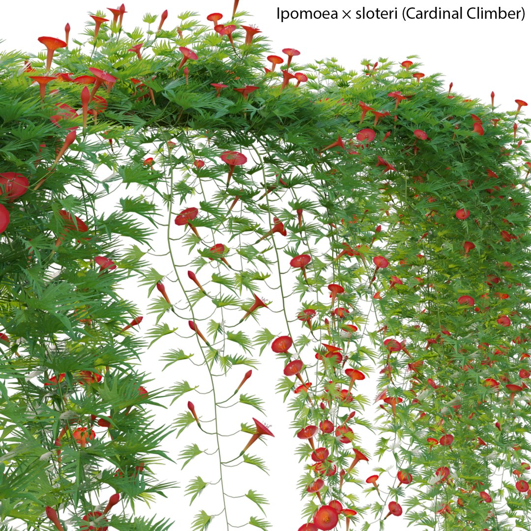 3D Ipomoea Sloteri - Cardinal Climber - TurboSquid 2040361
