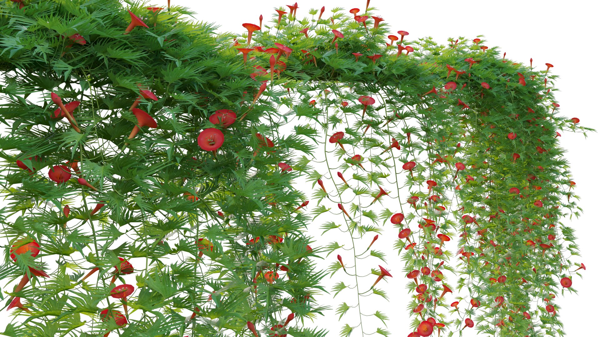 3D Ipomoea Sloteri - Cardinal Climber - TurboSquid 2040361