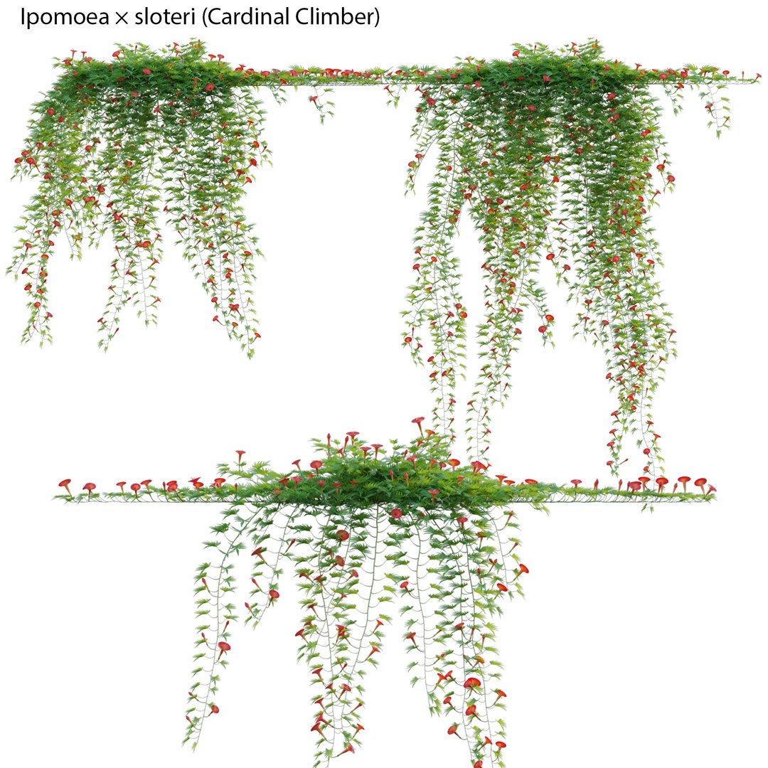 3D Ipomoea Sloteri - Cardinal Climber - TurboSquid 2040361