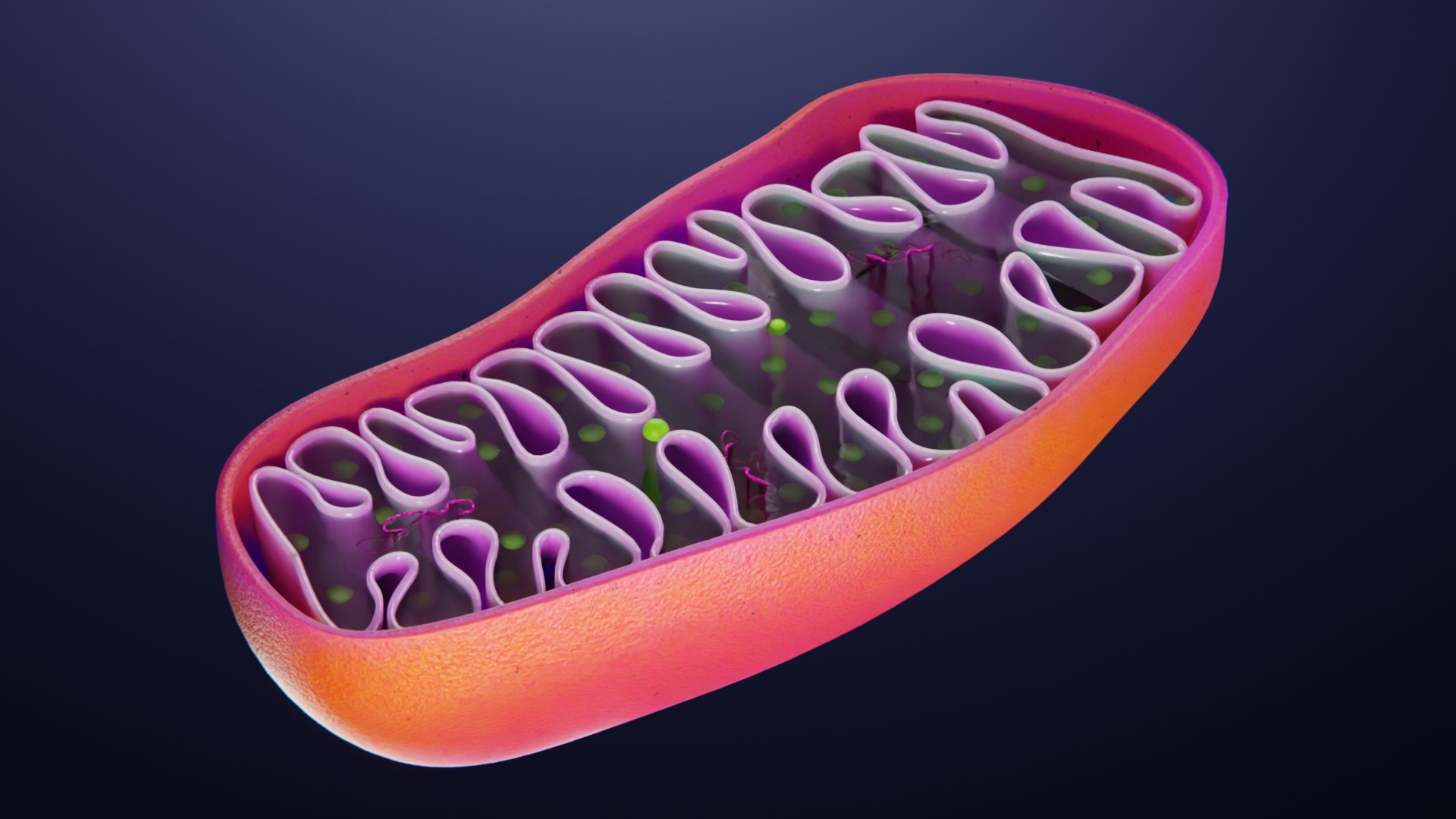 Mitohondria 3D Model Model - TurboSquid 2229110