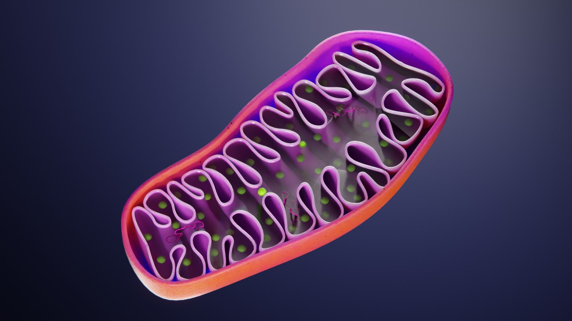 Mitohondria 3D Model Model - TurboSquid 2229110