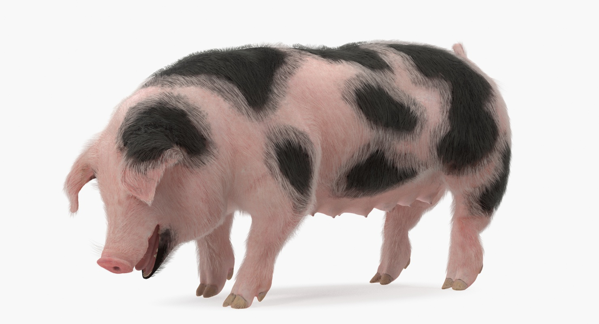 Pig sow peitrain standing 3D model - TurboSquid 1357821