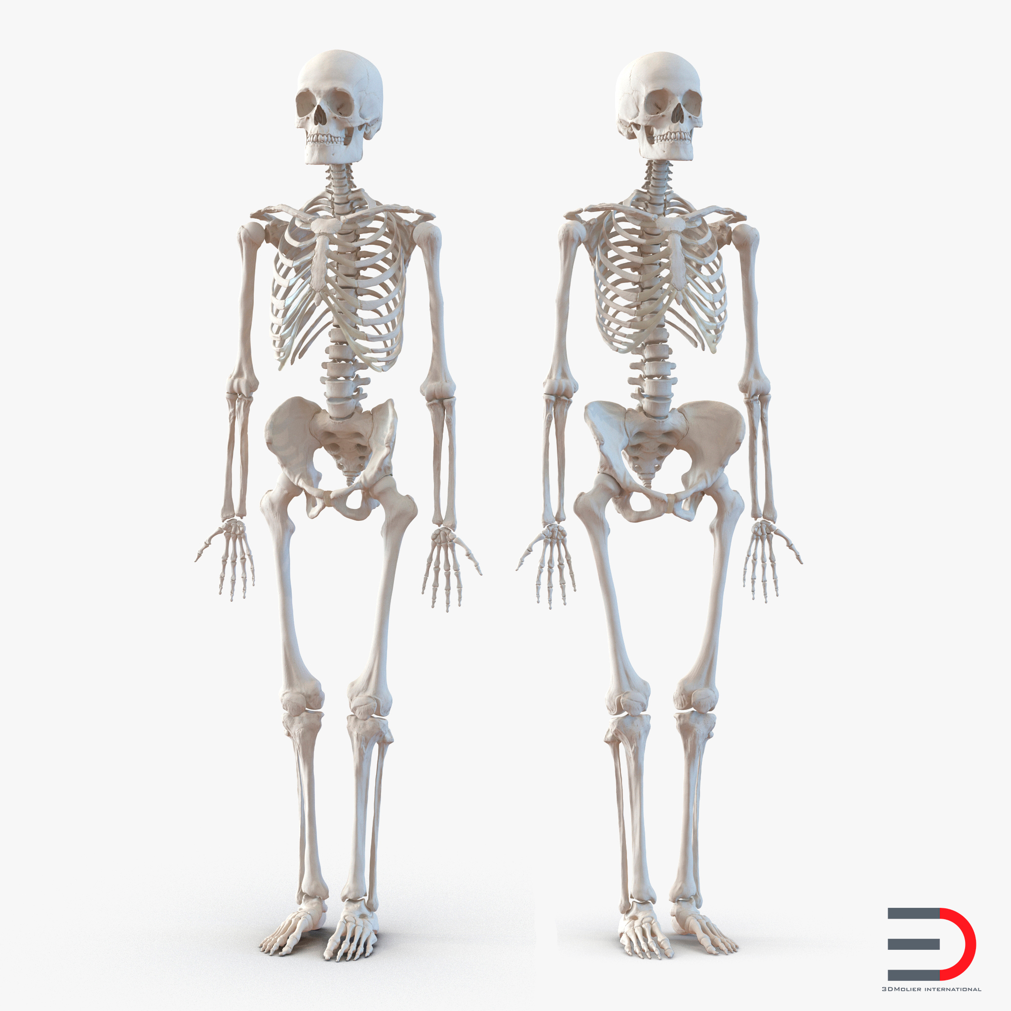 3d human male female skeletons model