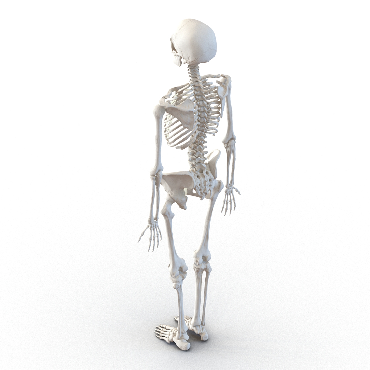 3d human male female skeletons model