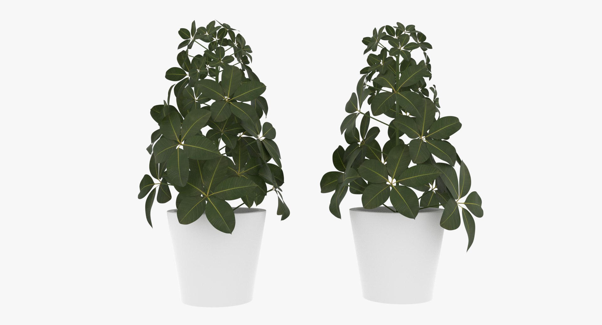 Plant leaf 3D model - TurboSquid 1211054