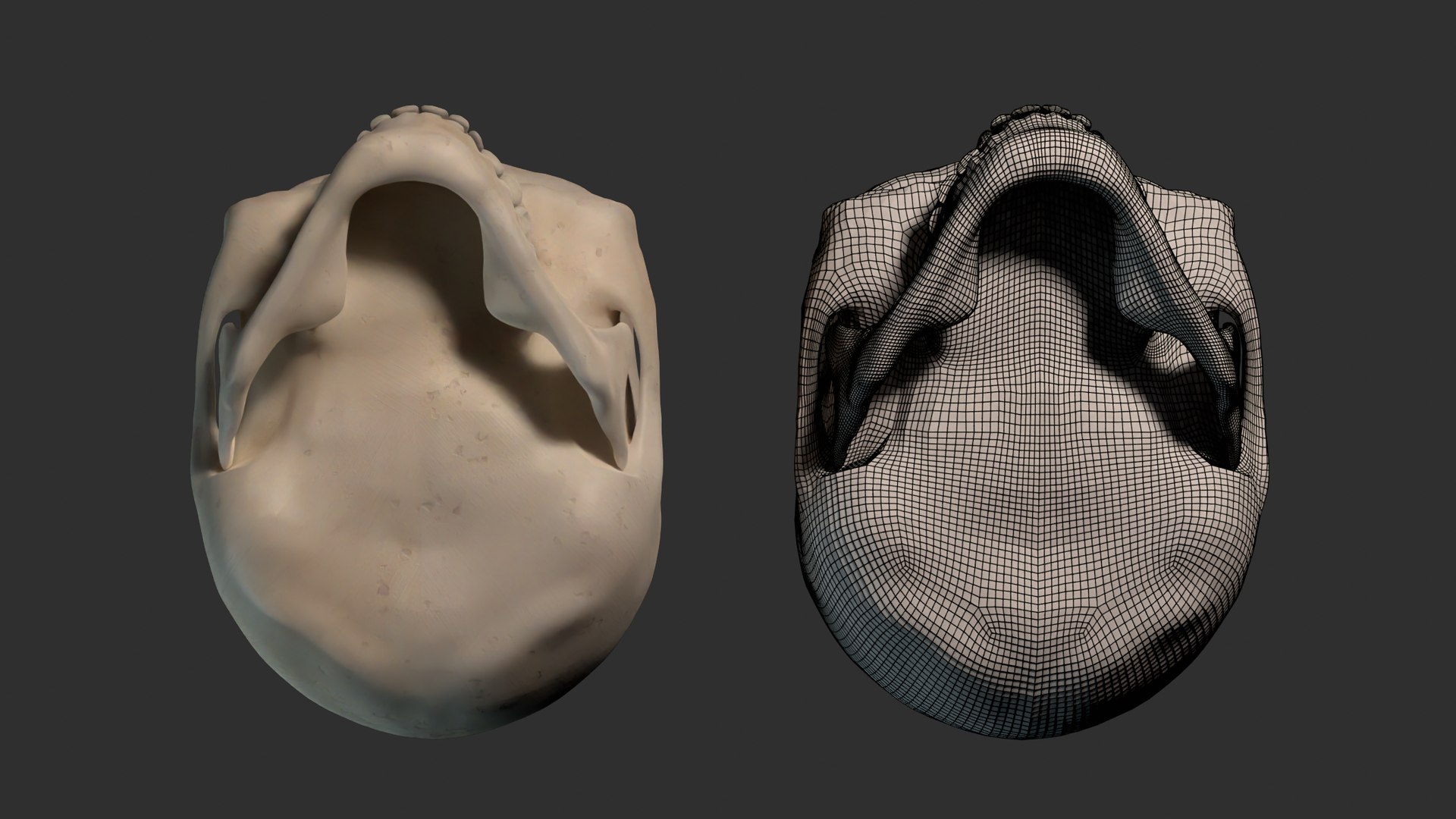 Human Skull model - TurboSquid 1807052