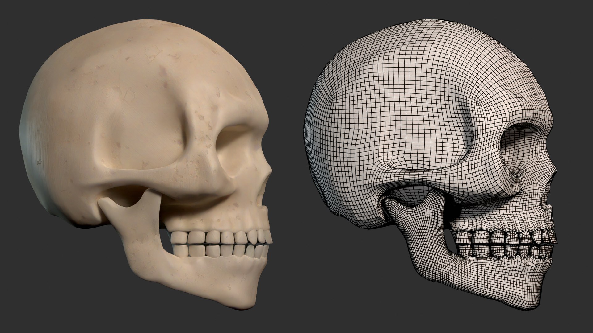 Human Skull Model - TurboSquid 1807052