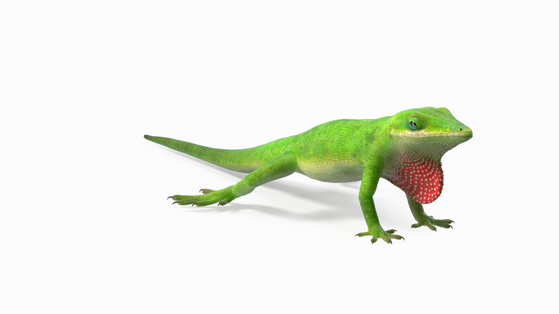 Carolina Anole Lizard Rigged For Maya 3D Model - TurboSquid 2130755