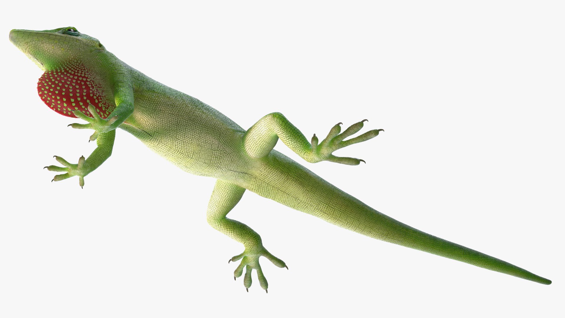 Carolina Anole Lizard Rigged For Maya 3D Model - TurboSquid 2130755