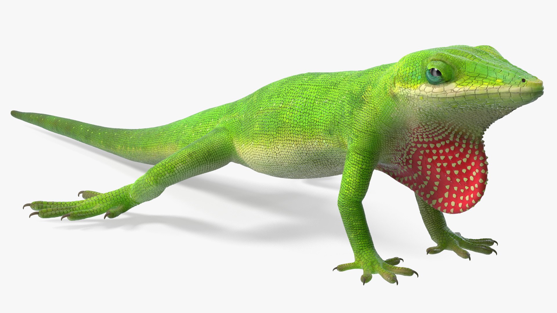 Carolina Anole Lizard Rigged For Maya 3D Model - TurboSquid 2130755