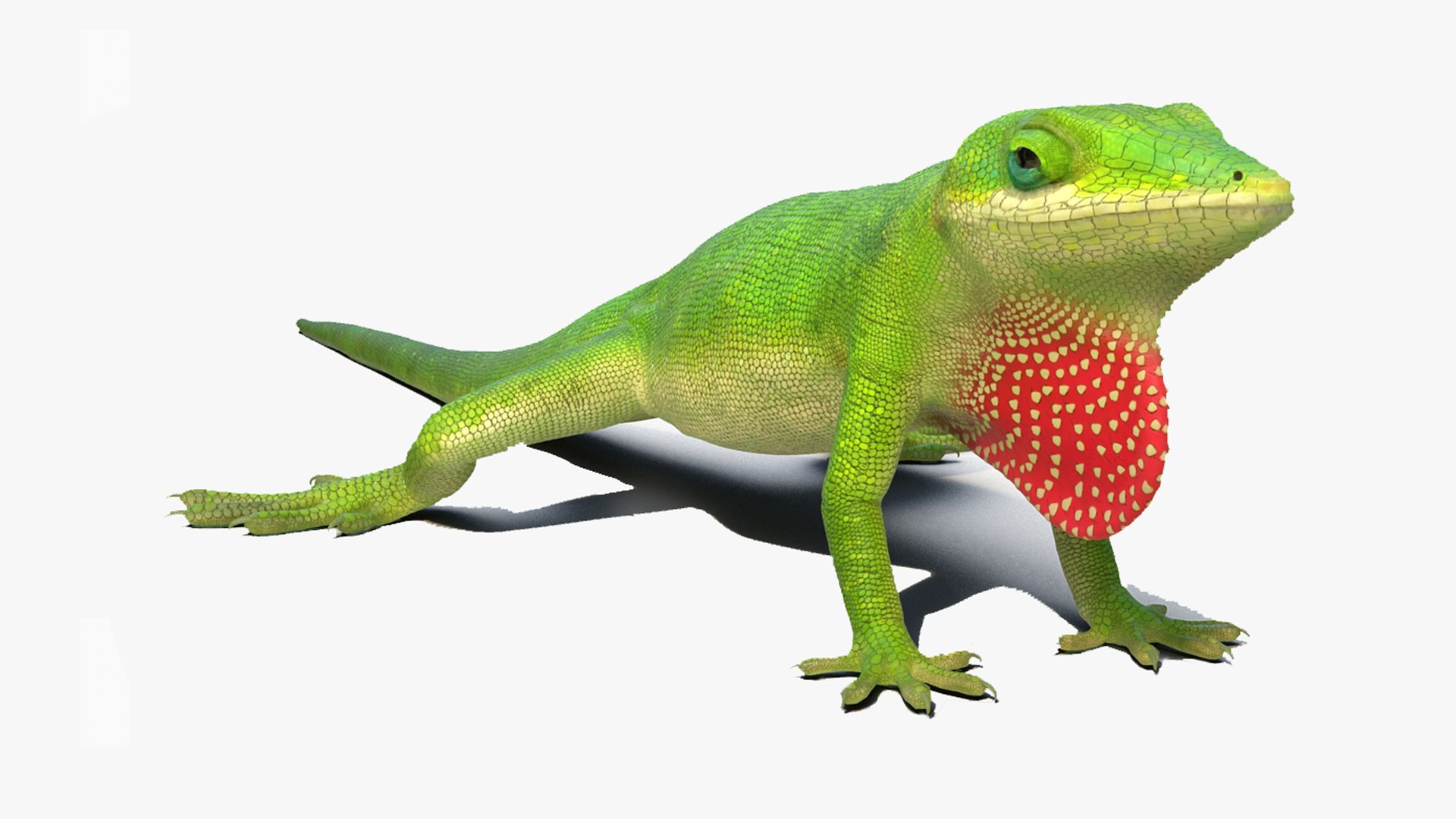 Carolina Anole Lizard Rigged for Maya 3D model - TurboSquid 2130755