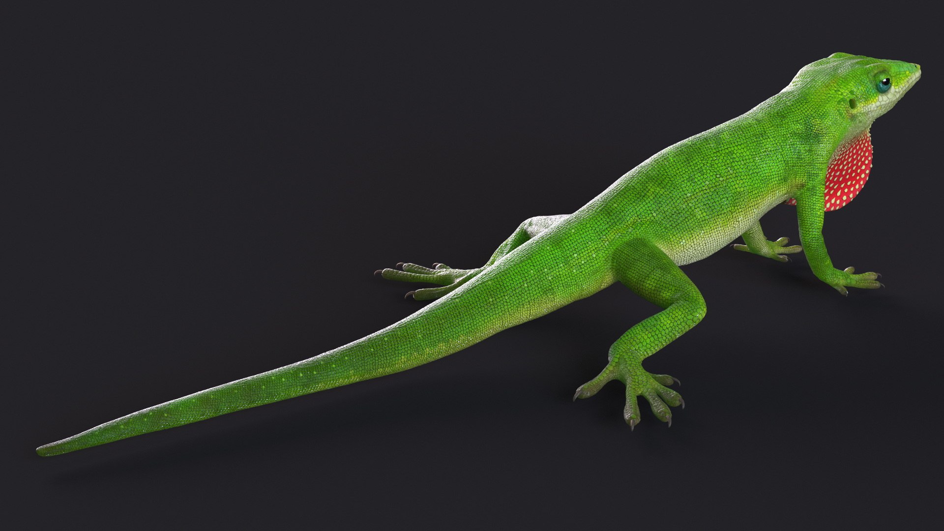 Carolina Anole Lizard Rigged For Maya 3D Model - TurboSquid 2130755