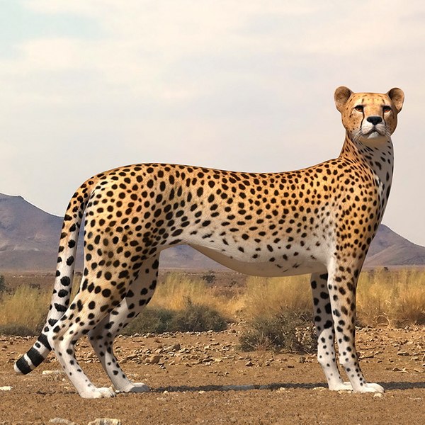 modelo 3d Cheetah aparejado para Cinema 4D - TurboSquid 1479187