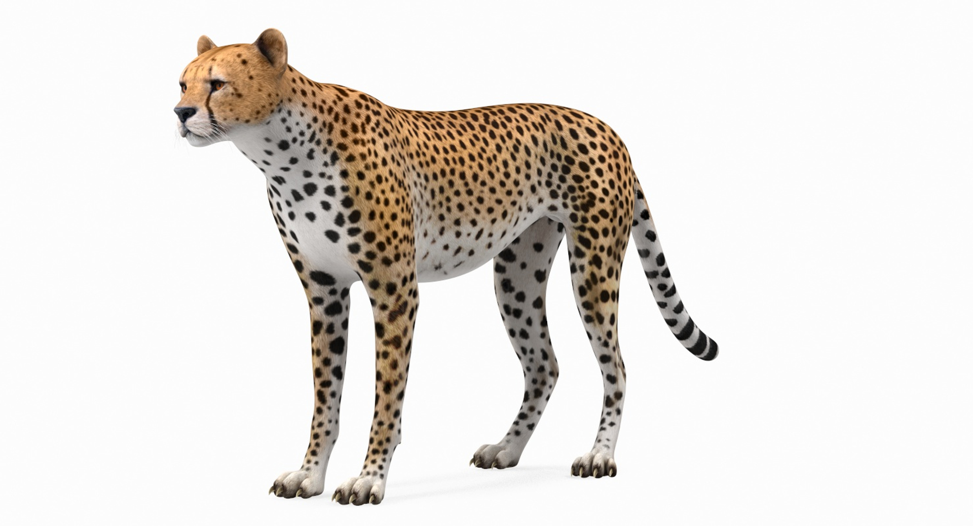 3D Cheetah Rigged - TurboSquid 1479187