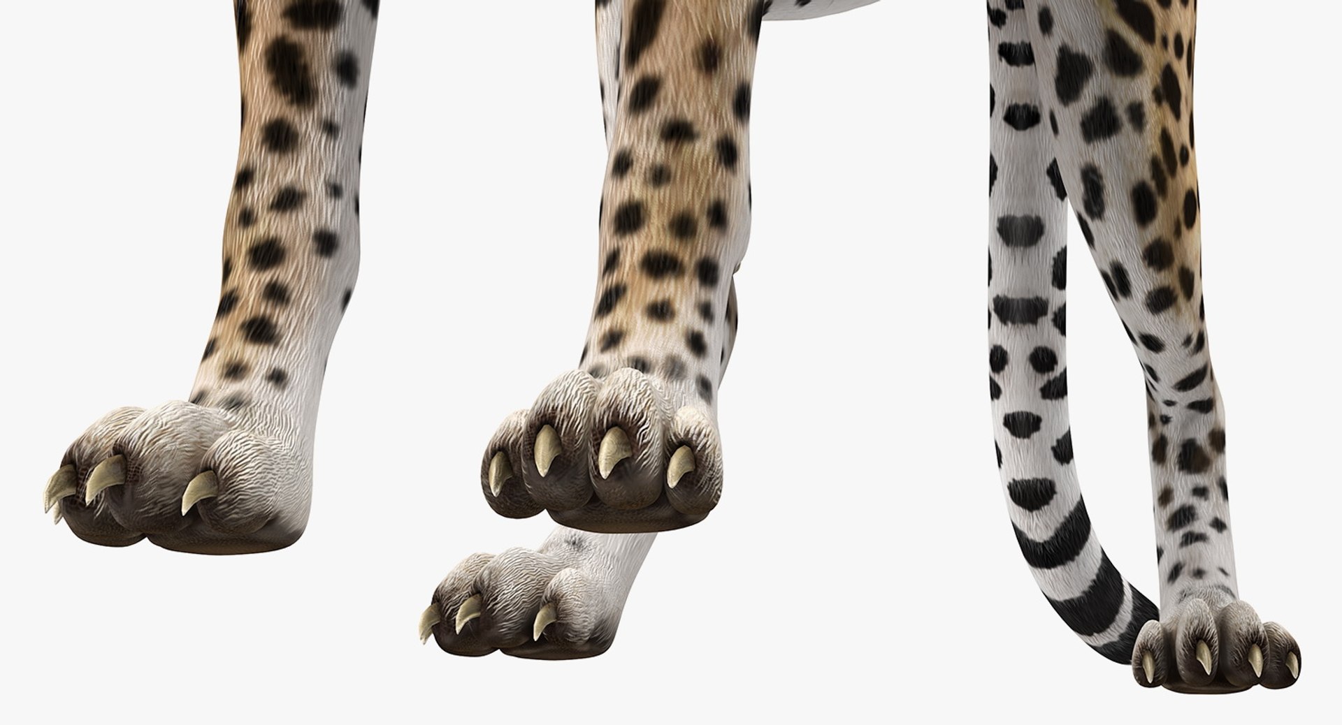 3D Cheetah Rigged - TurboSquid 1479187