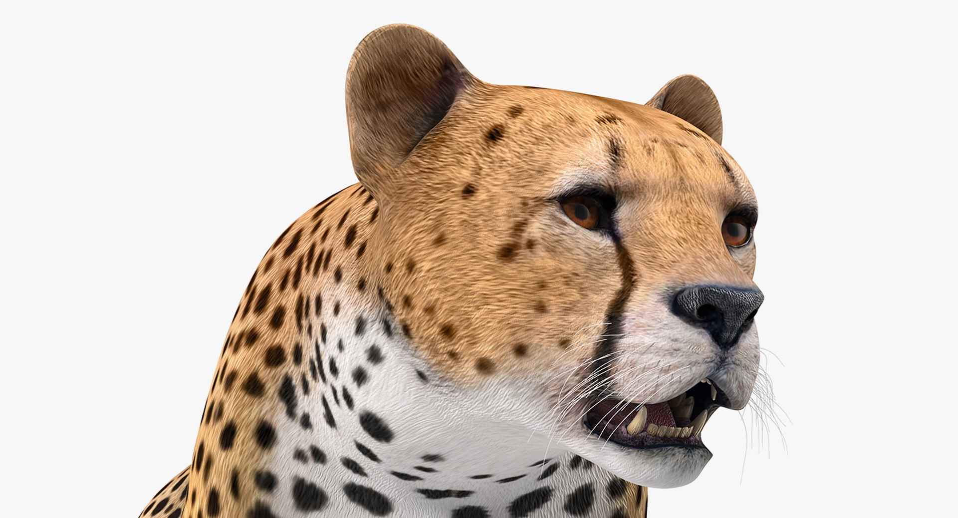 3D Cheetah Rigged - TurboSquid 1479187