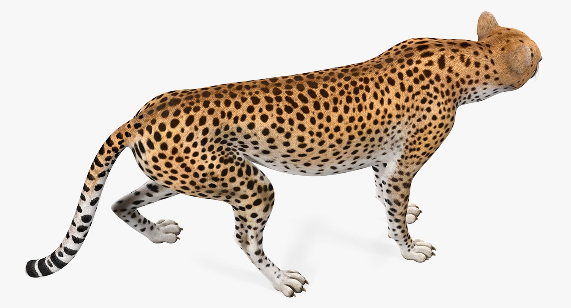 3D Cheetah Rigged - TurboSquid 1479187