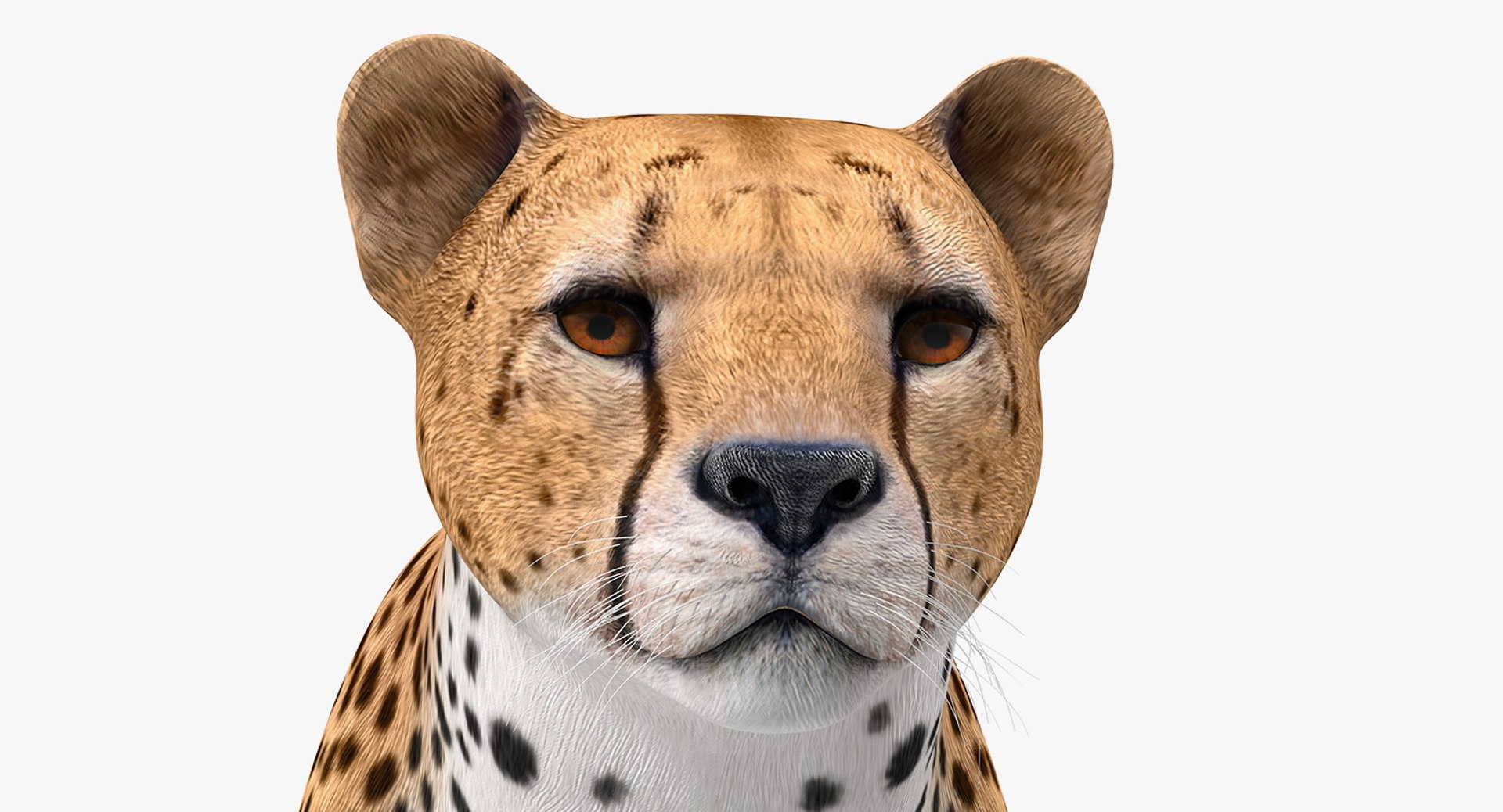 3D Cheetah Rigged - TurboSquid 1479187