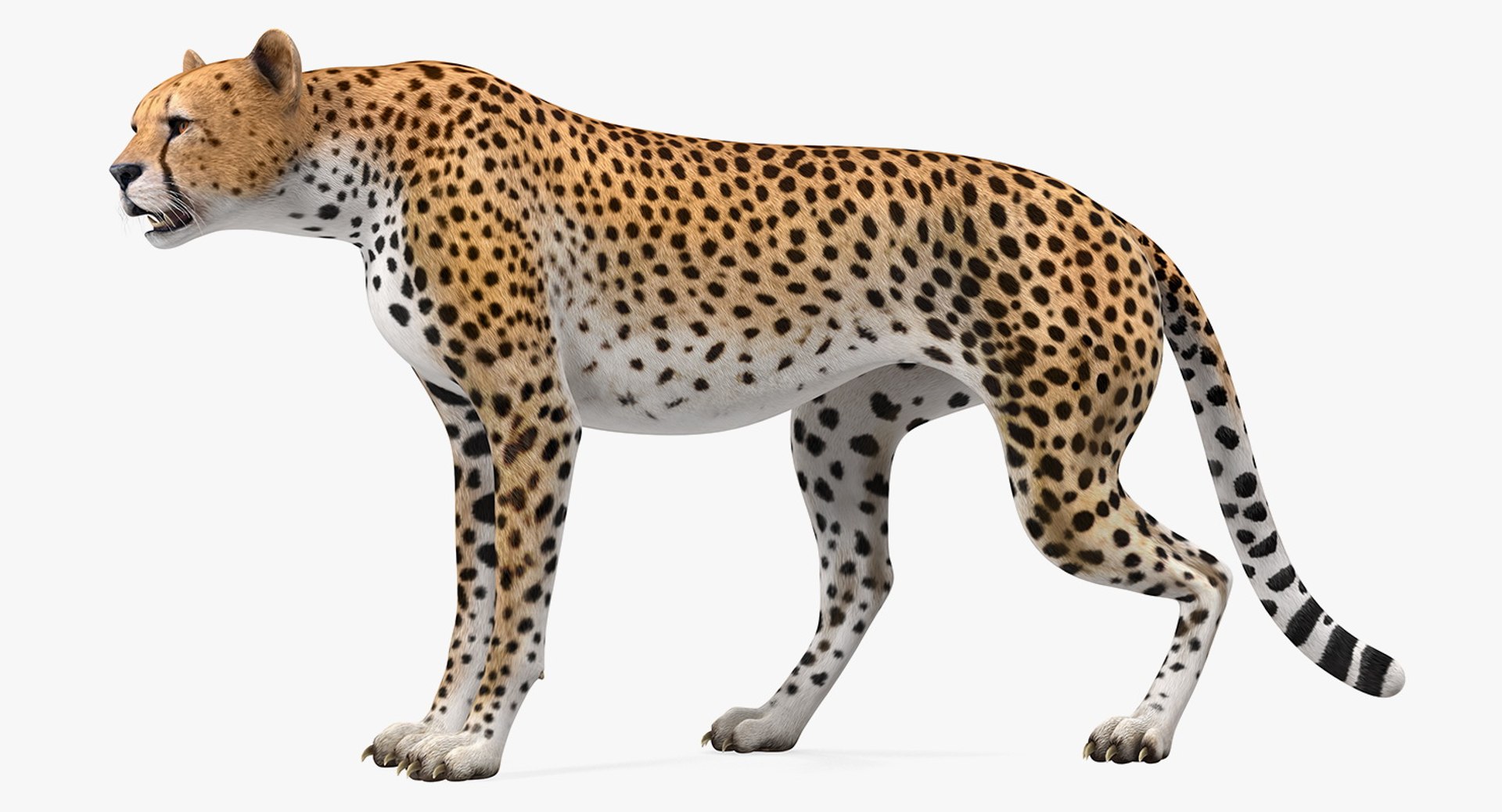 3D Cheetah Rigged - TurboSquid 1479187