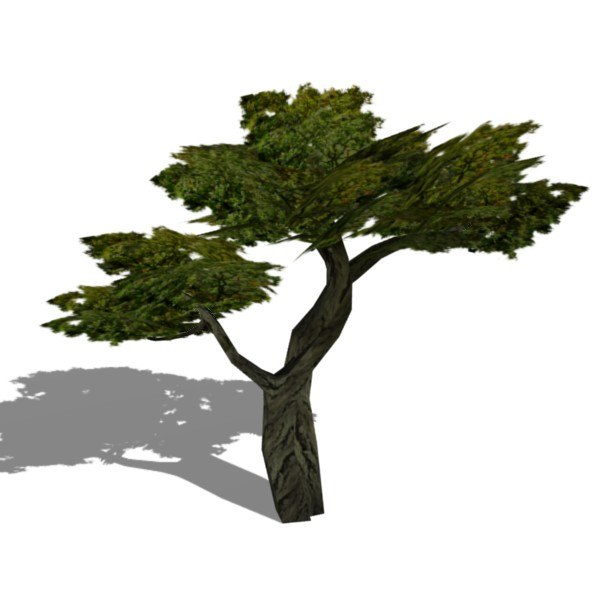 3d model bonsai tree