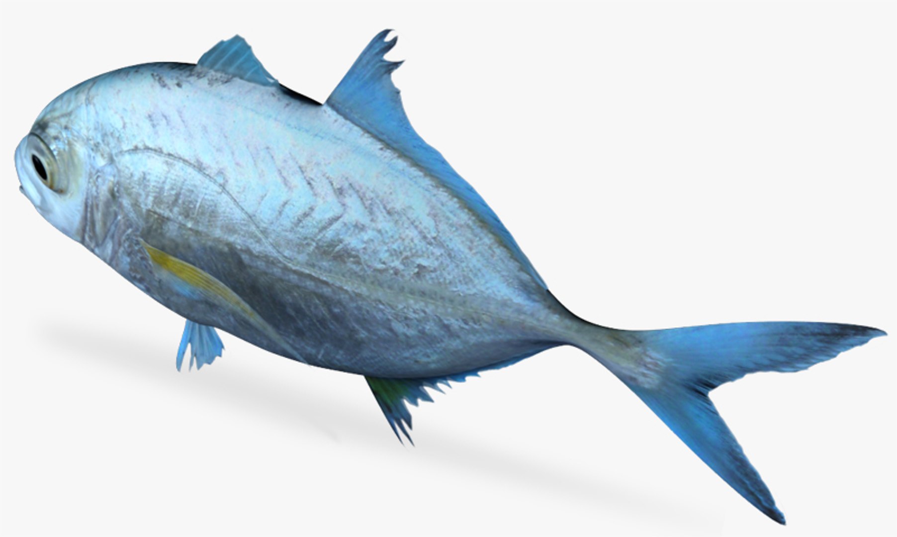 3d Bluefin Trevally
