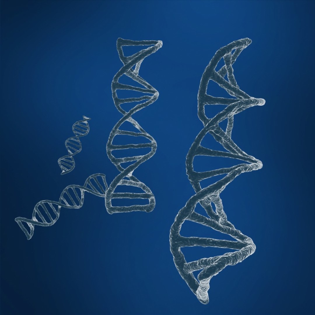 Dna sequencing rna genetics 3D model - TurboSquid 1630904