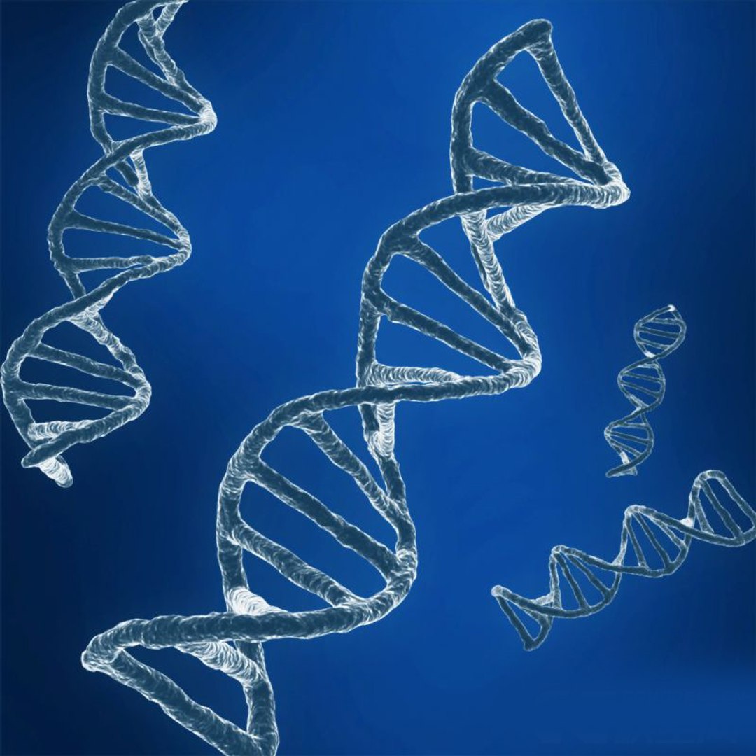 Dna sequencing rna genetics 3D model - TurboSquid 1630904
