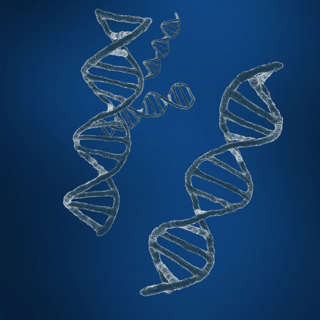 Dna sequencing rna genetics 3D model - TurboSquid 1630904