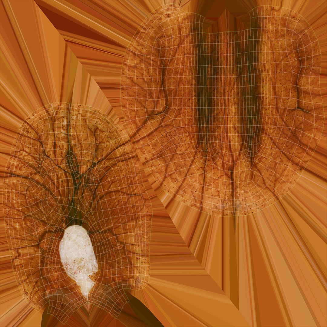 3D Pecan And Pecan Shell Collection Model - TurboSquid 2307479