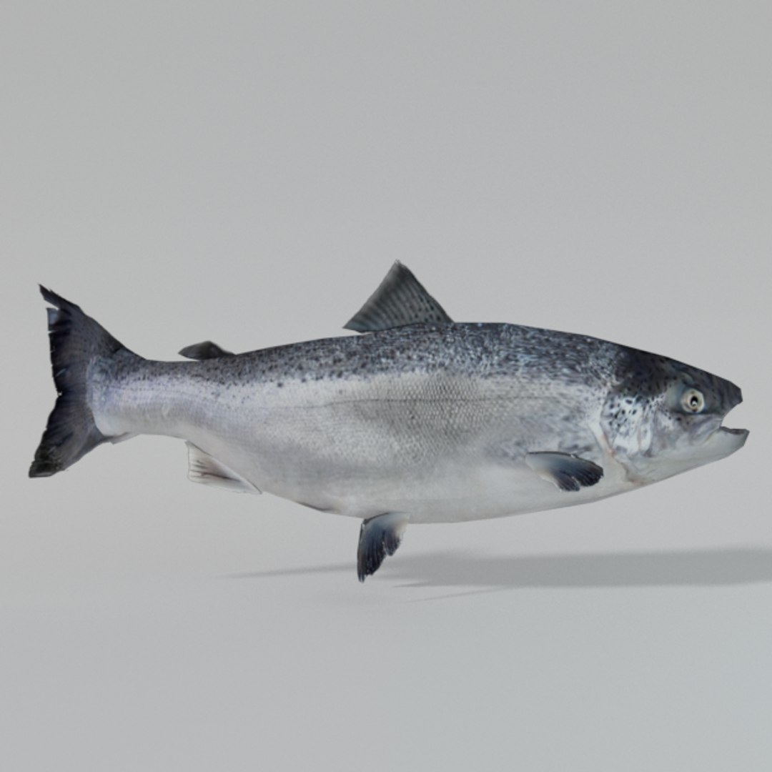 3D Salmon Model - TurboSquid 1316806