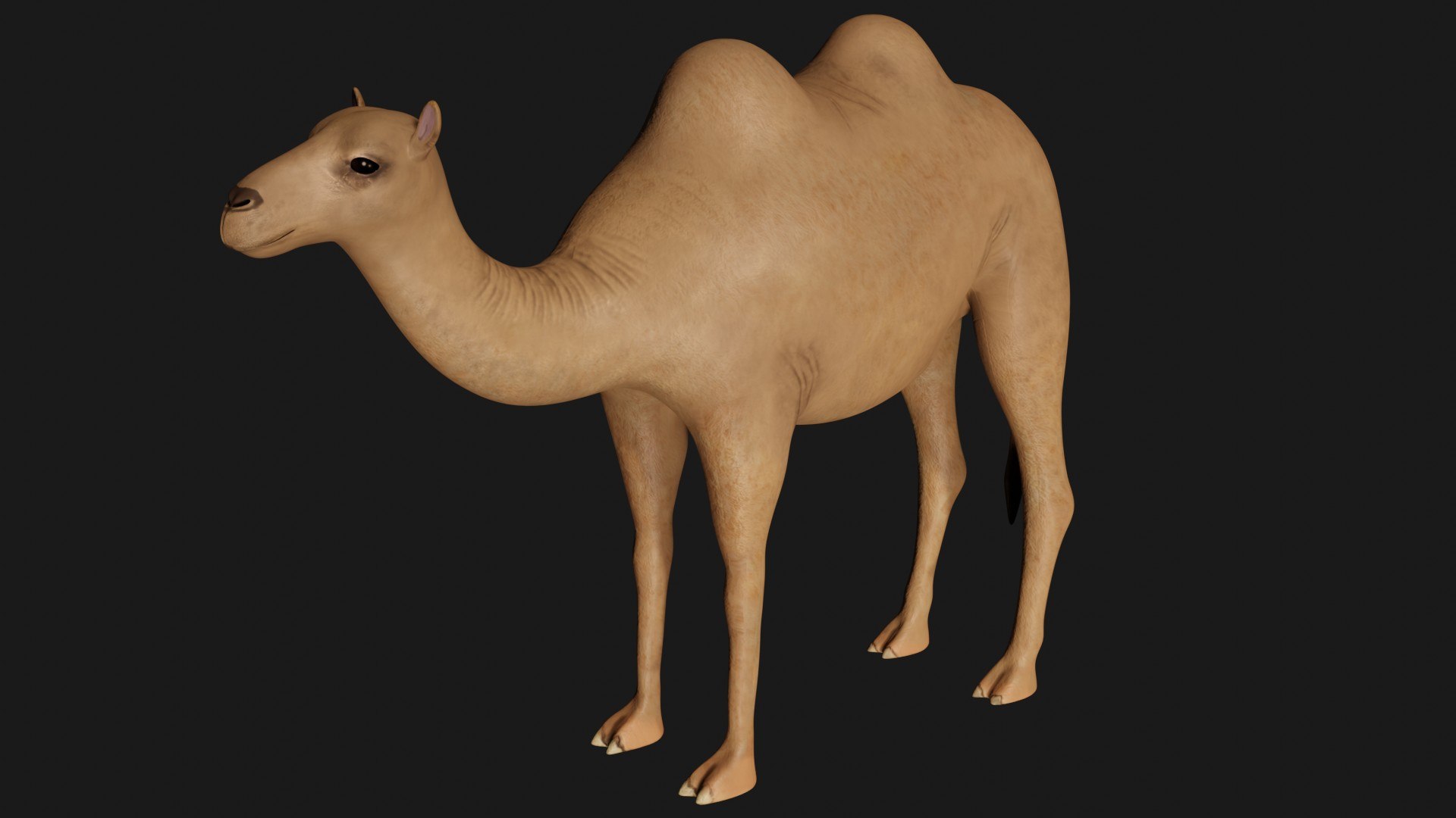 Fully Rigged Camel 3D Model - TurboSquid 1672220