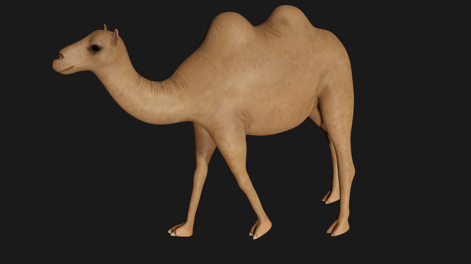 Fully Rigged Camel 3D Model - TurboSquid 1672220