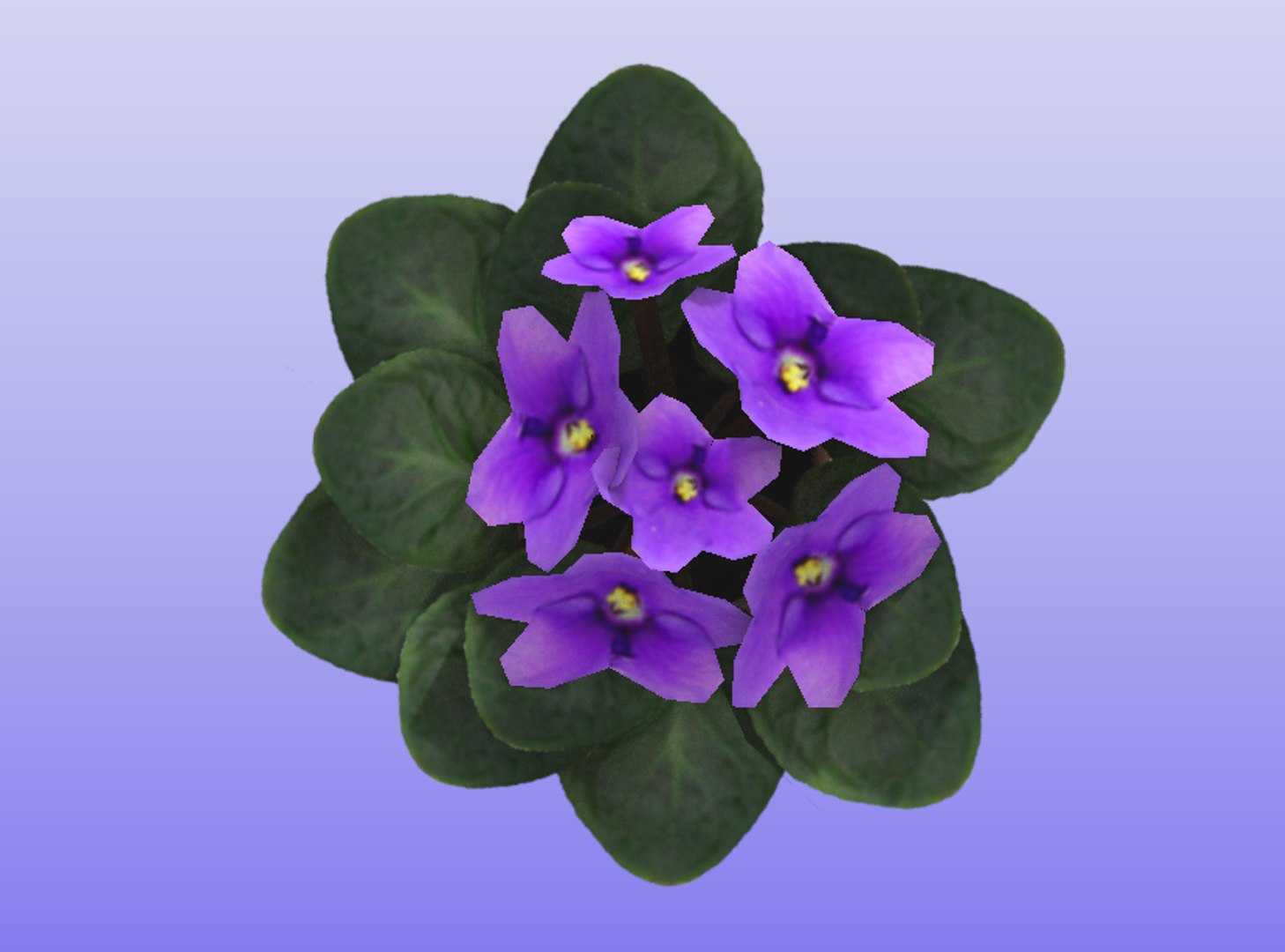 violets 3d model