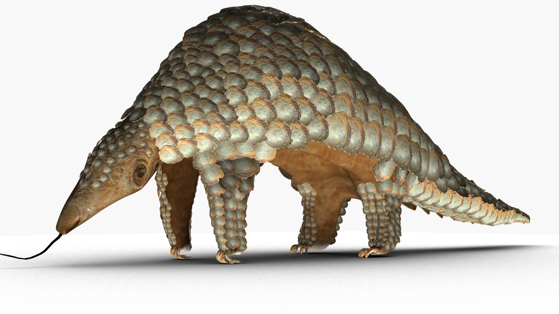 Pangolin Model - TurboSquid 1730445
