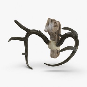 3D Antlers Models - Browse & Download Formats - TurboSquid