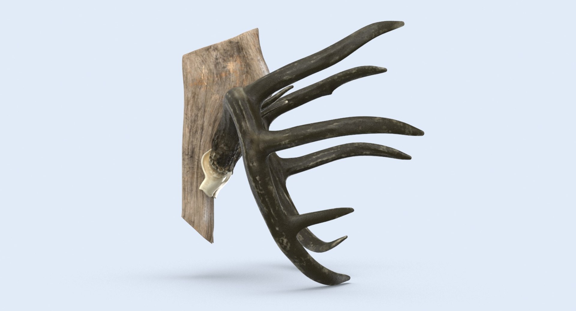 Mounted-antlers-01 3D Model - TurboSquid 1155441
