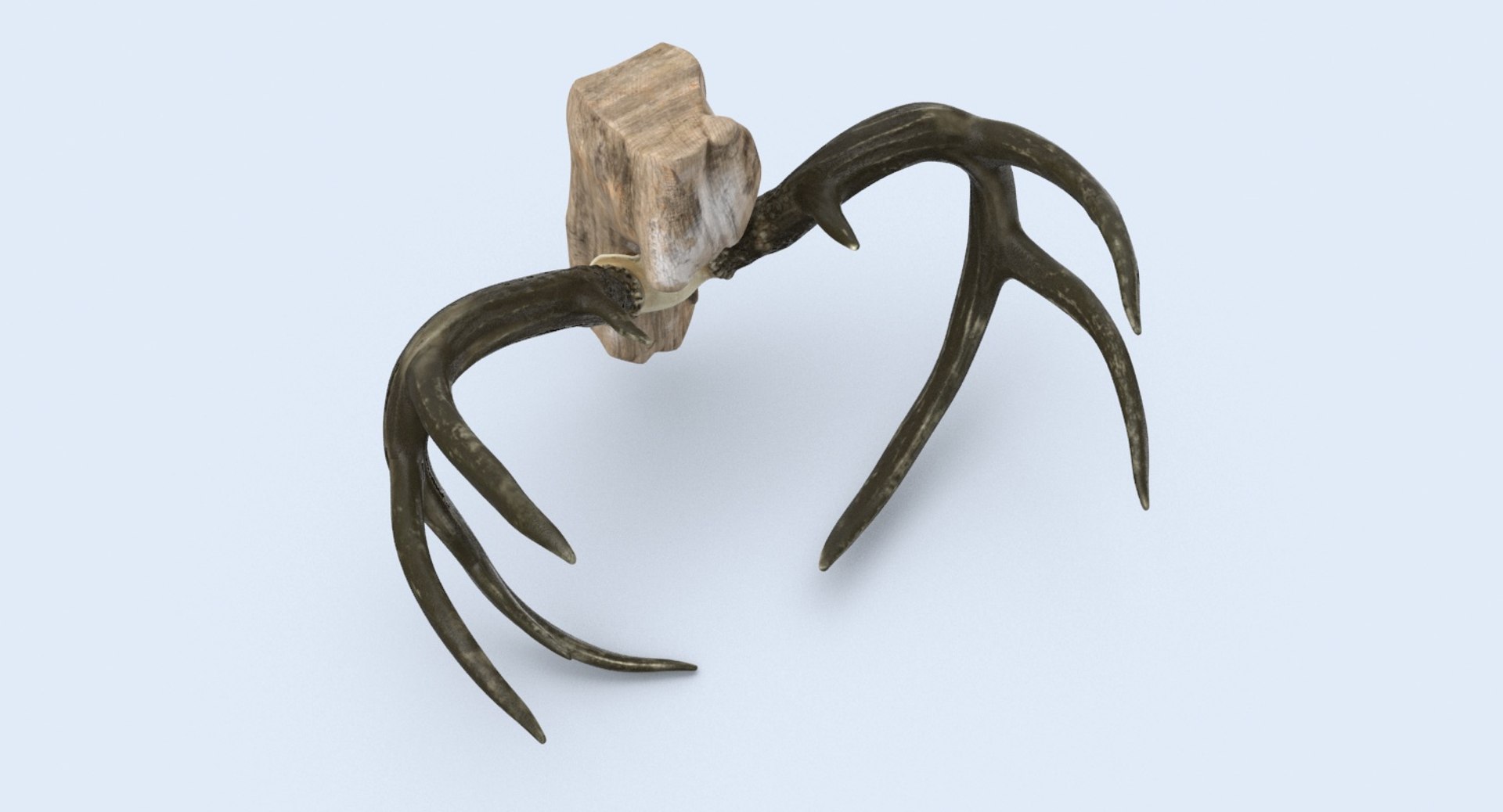 Mounted-antlers-01 3D Model - TurboSquid 1155441