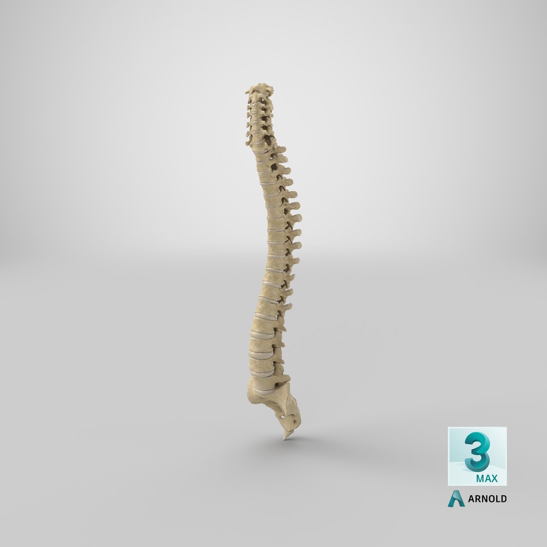 3D Human Spine 01 - TurboSquid 1602411