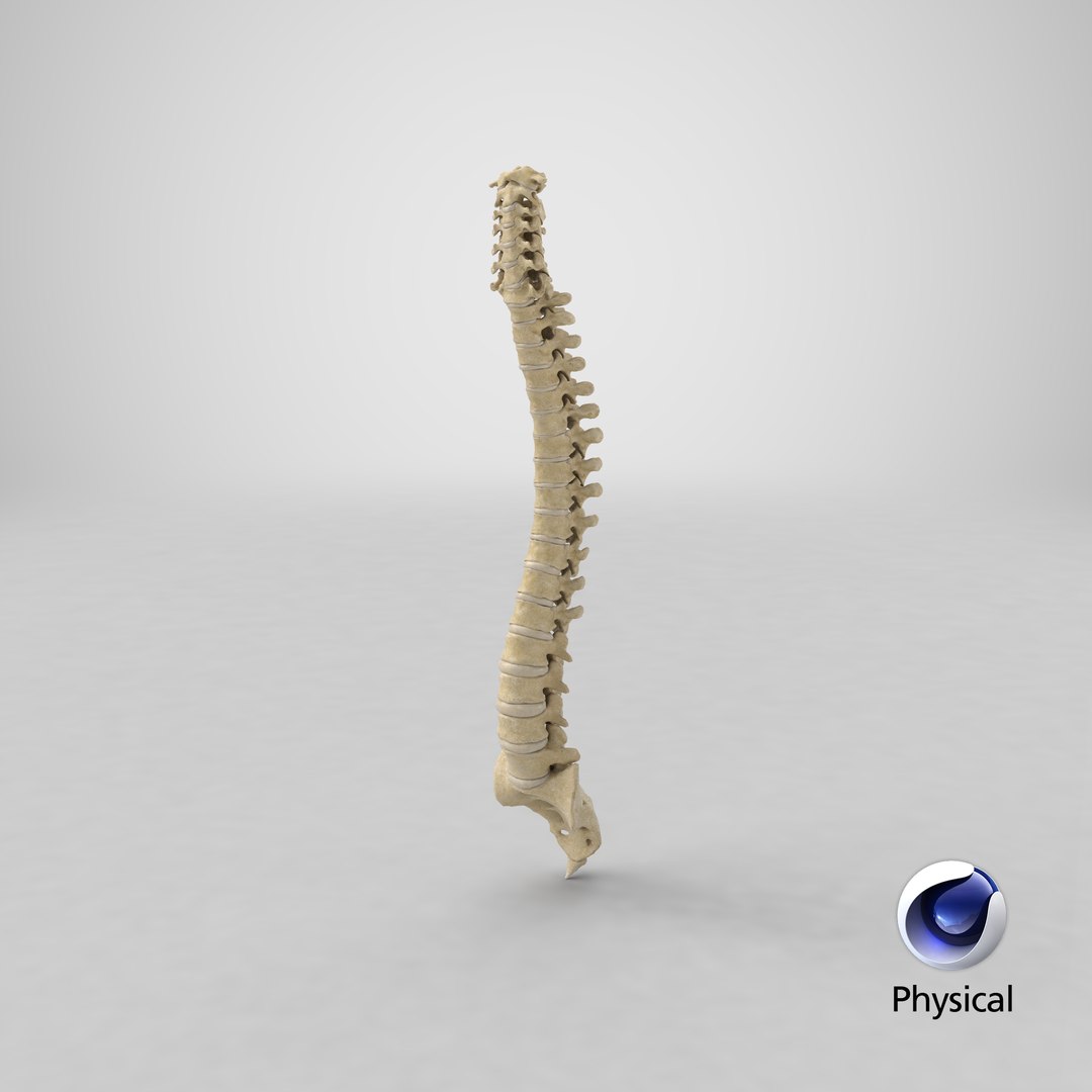 3D Human Spine 01 - TurboSquid 1602411