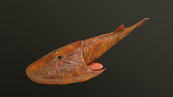 modelo 3d Cephalaspis canadensis - TurboSquid 1616278