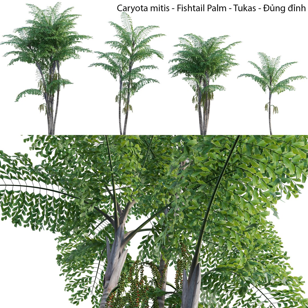 Caryota Mitis - Fishtail Palm - Tukas 3D Model - TurboSquid 2081227