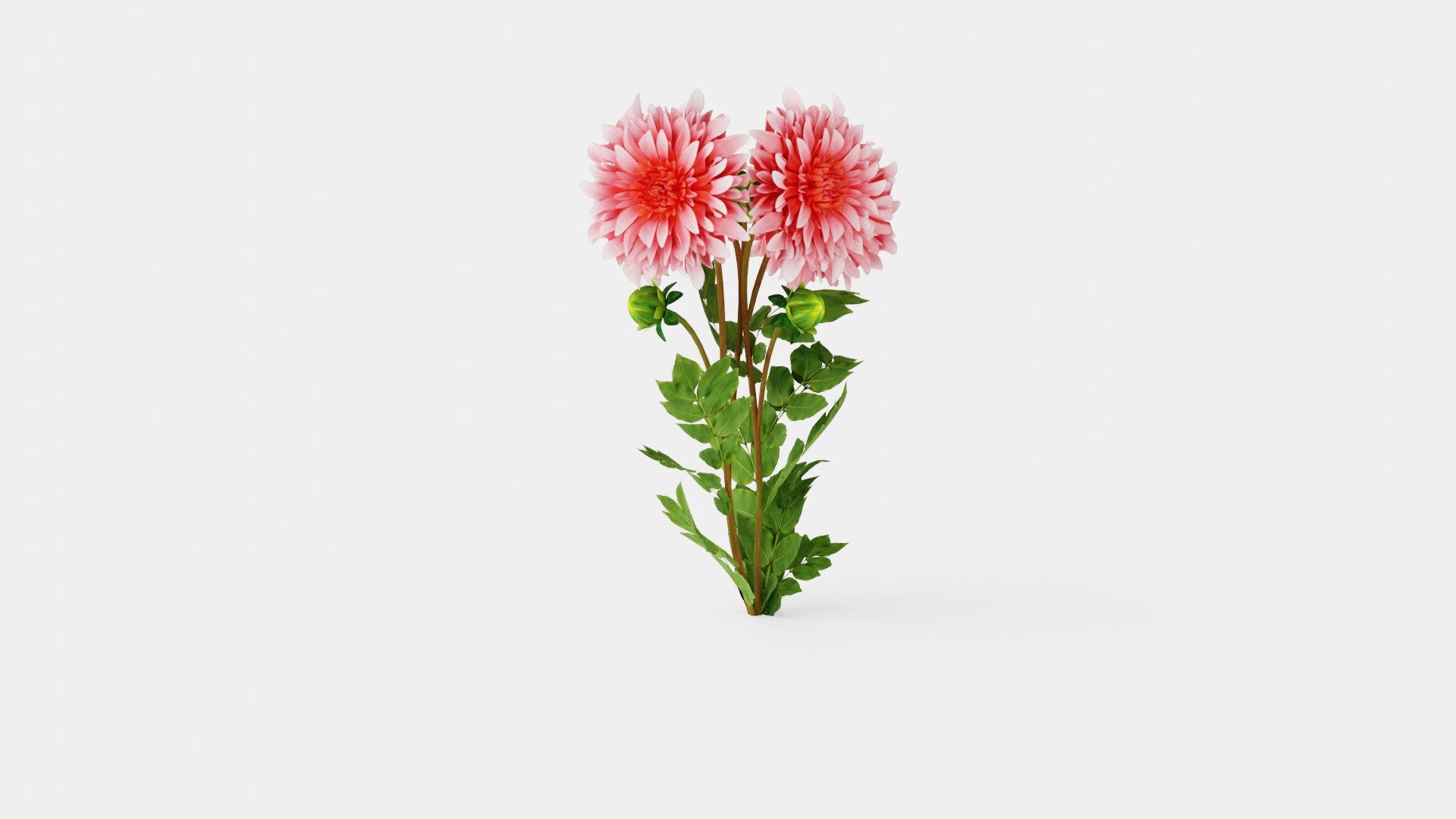 3D Dahlia Penhill Watermelon - TurboSquid 2249092