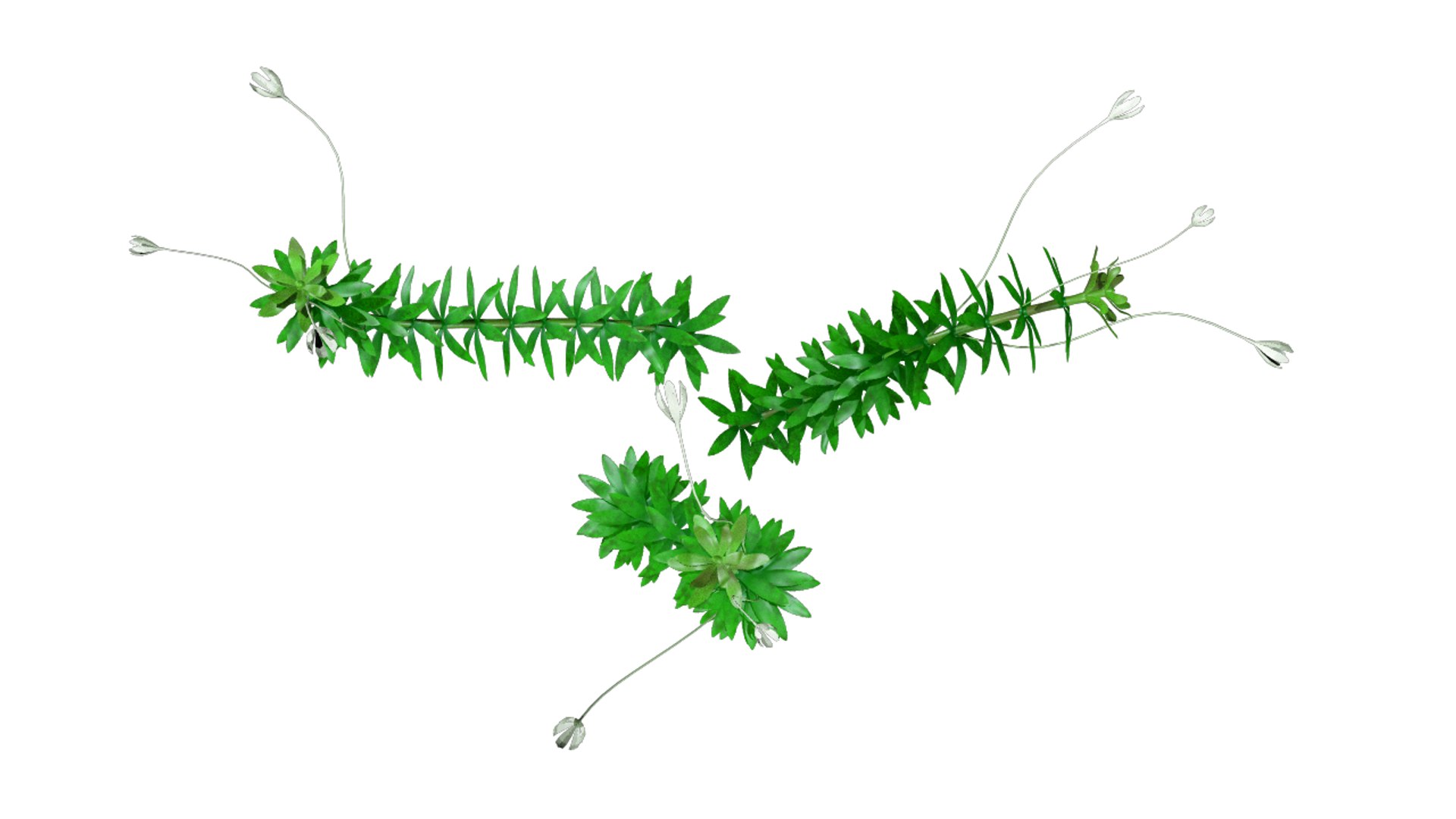 Obj Hydrilla Aquatic Plant