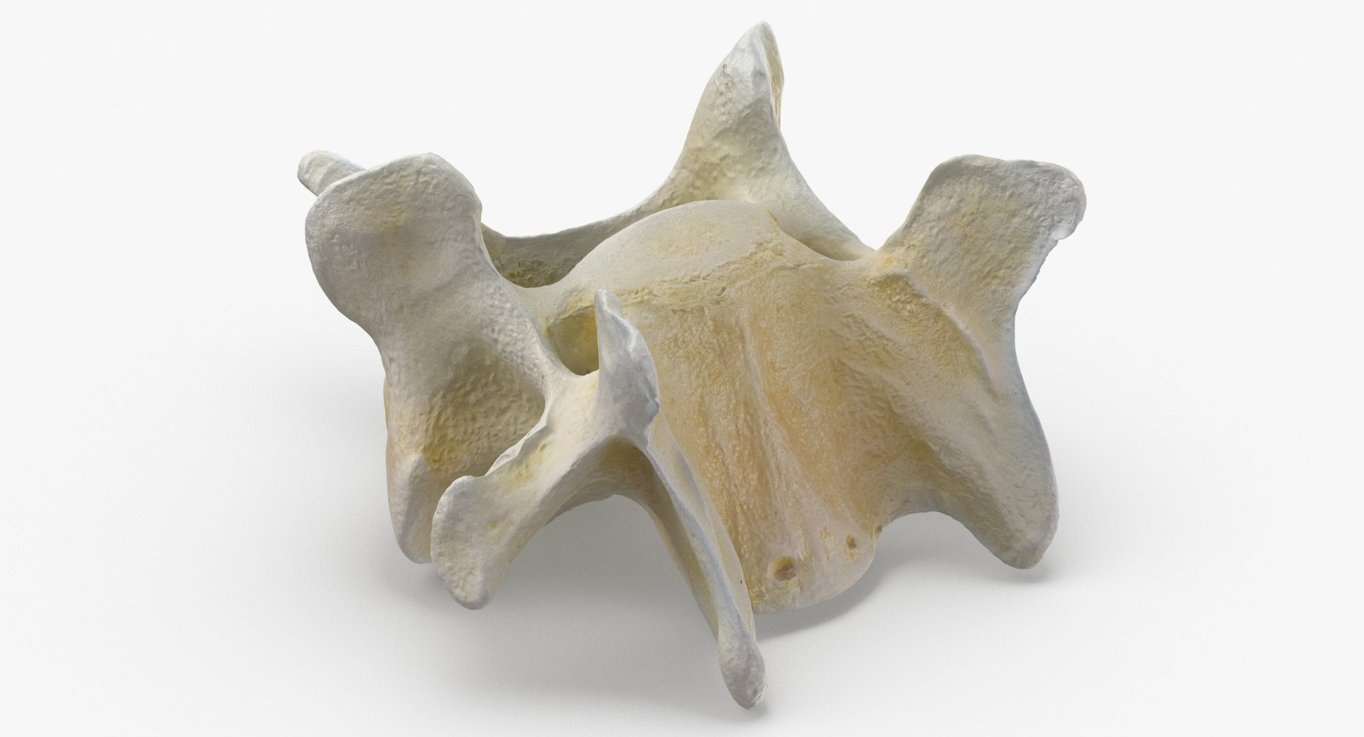 Domestic Cat Cervical Vertebrae 3D - TurboSquid 1571516