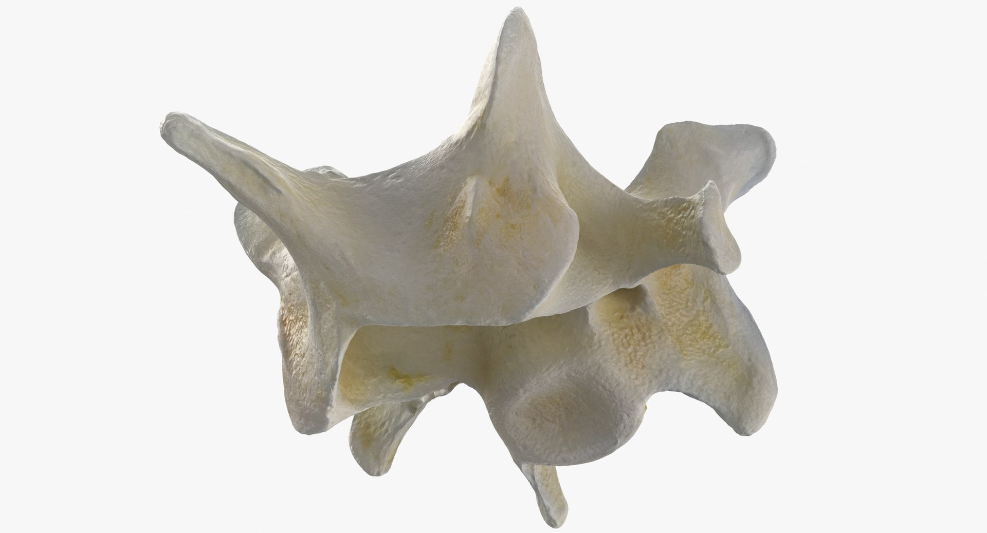 Domestic Cat Cervical Vertebrae 3D - TurboSquid 1571516