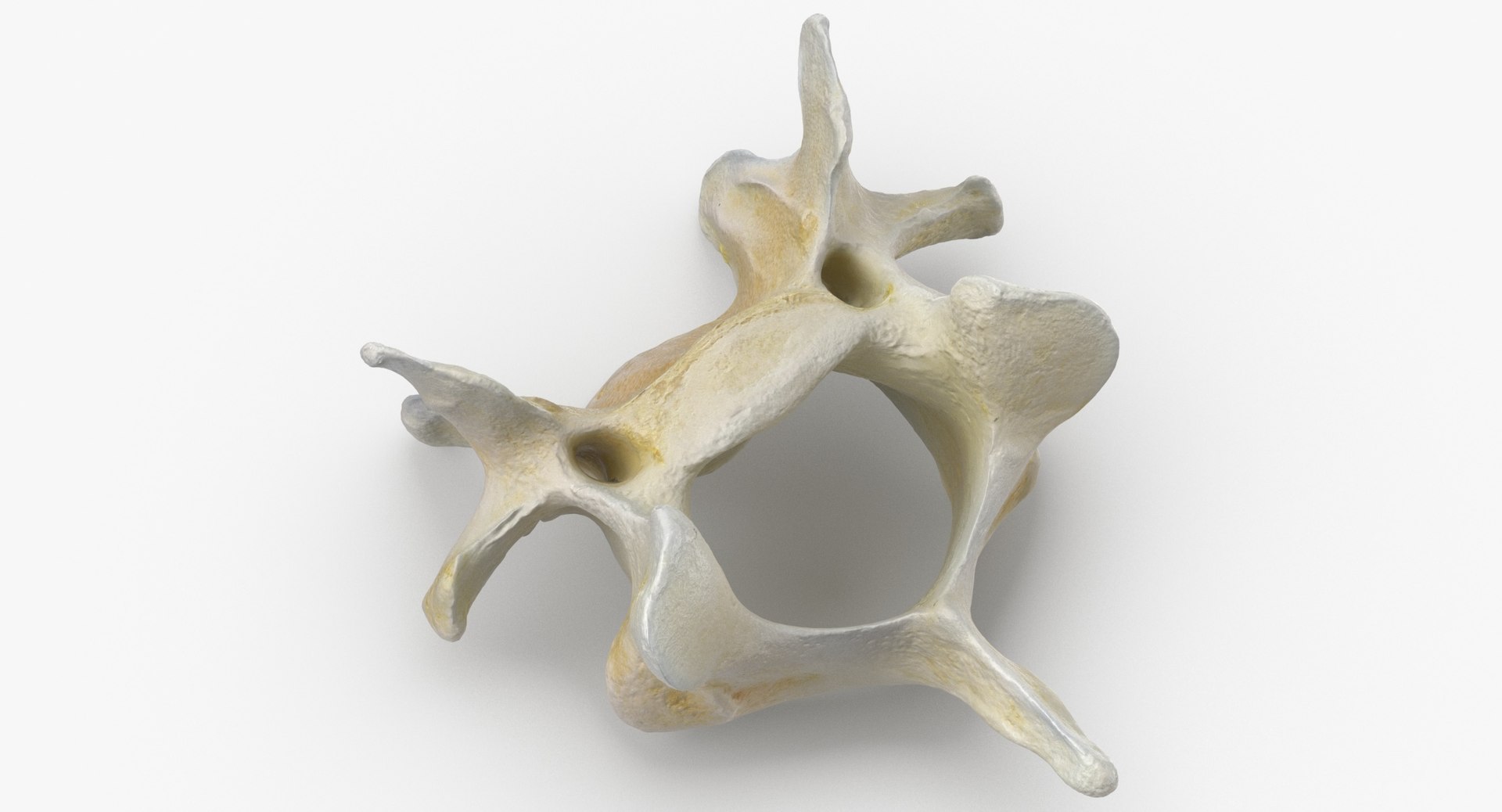 Domestic Cat Cervical Vertebrae 3D - TurboSquid 1571516